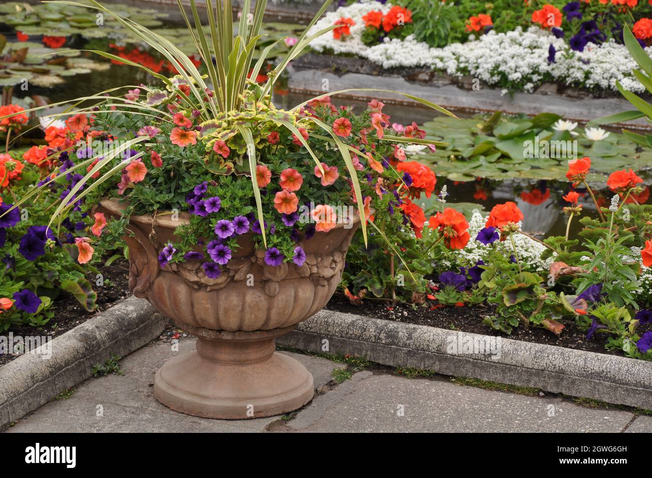 Colorful petunia planter on patio garden Stock Photo - Alamy