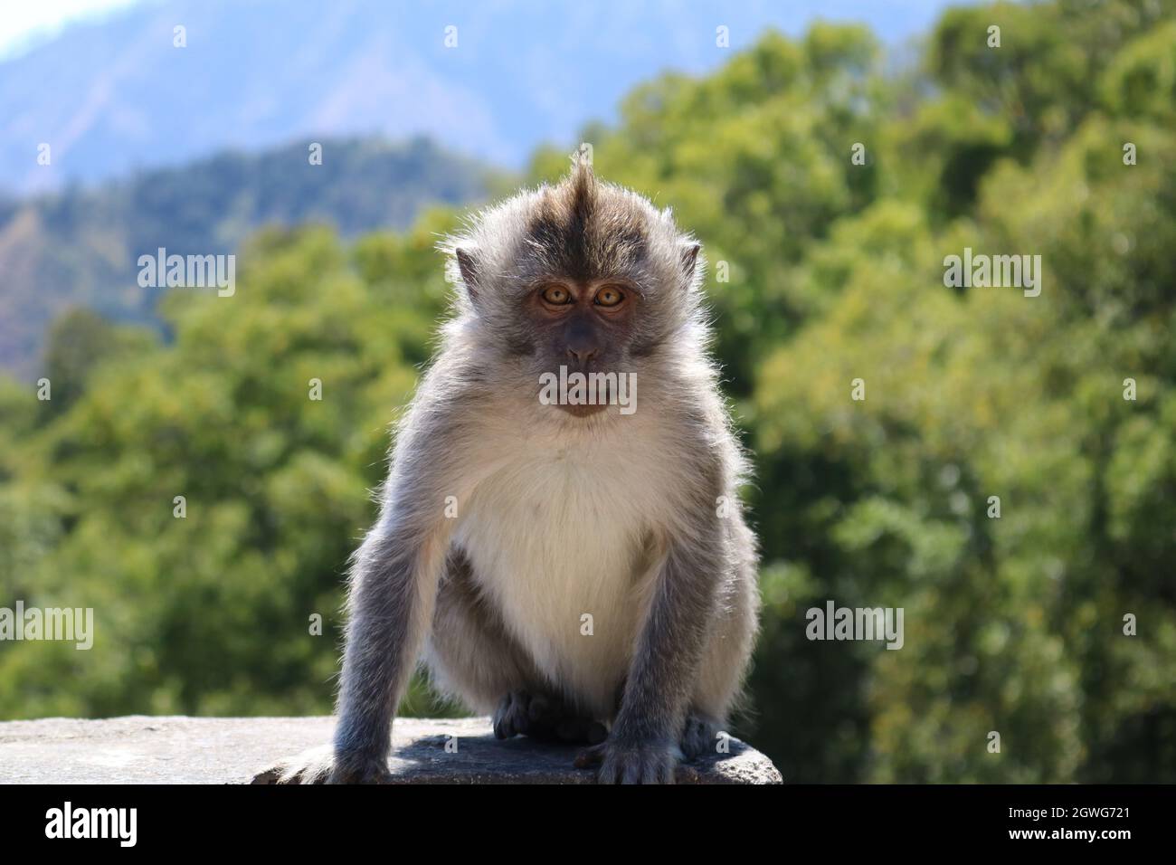 Lombok monkeys hi-res stock photography and images - Alamy