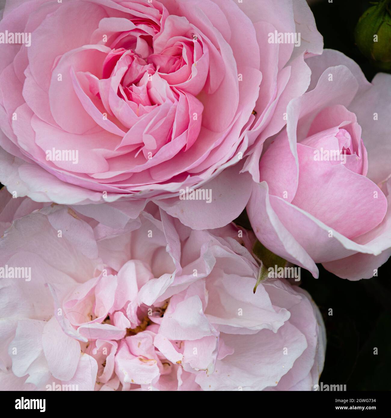 David austin roses hi-res stock photography and images - Alamy
