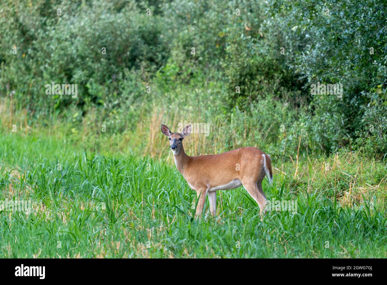 A cute little spotted deer in the valley on a sunny day Stock Photo - Alamy