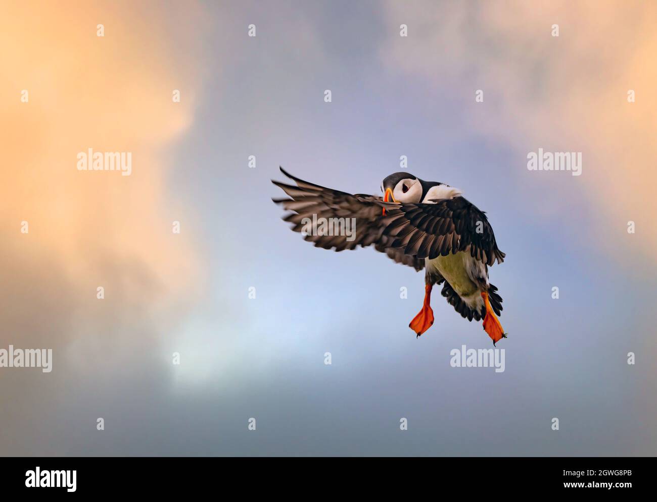Stunning shots of Atlantic puffins in flight landing on and taking off ...