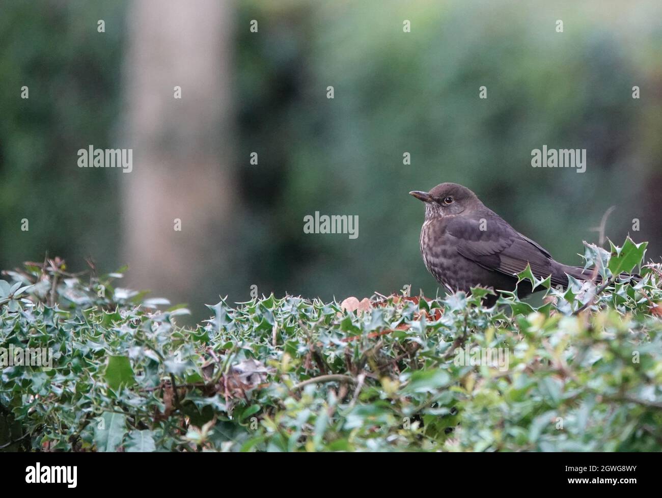 Blackbird on a hedge hi-res stock photography and images - Alamy