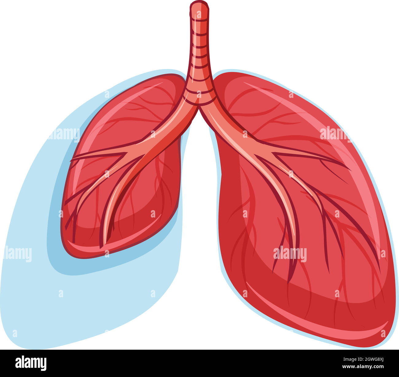 Set of healthy lungs Stock Vector Image & Art - Alamy