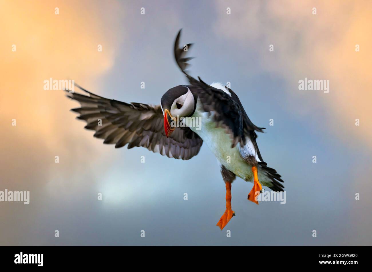 Stunning shots of Atlantic puffins in flight landing on and taking off ...