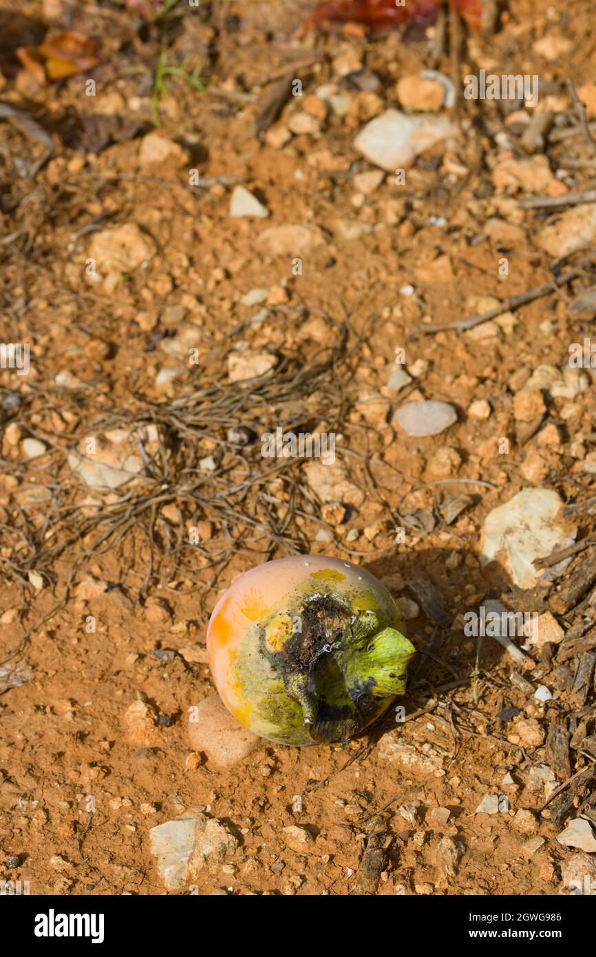 Close-up of a persimmon damaged by the attack of pests such as "cotonet ...