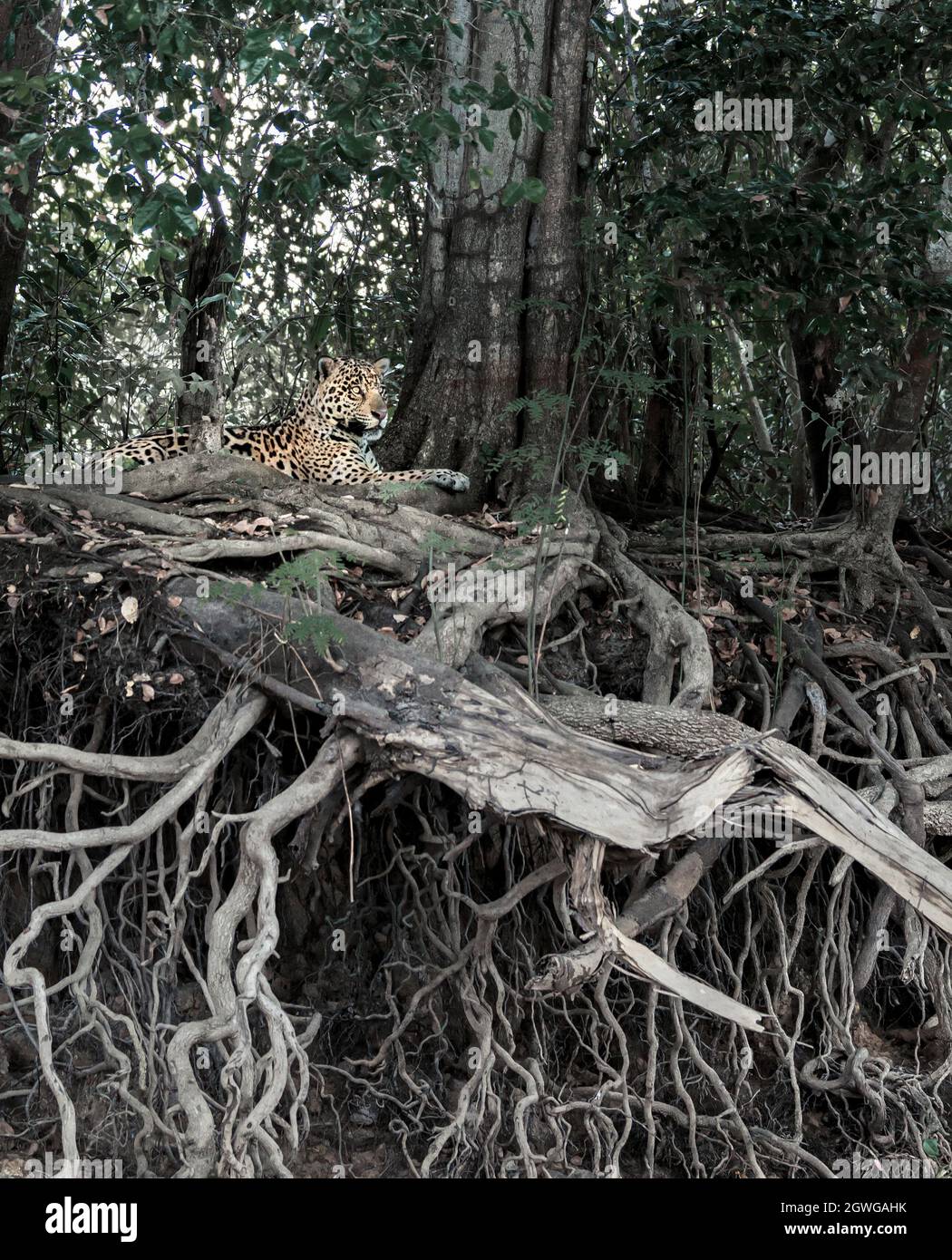 Tree roots at riverbank hi-res stock photography and images - Alamy