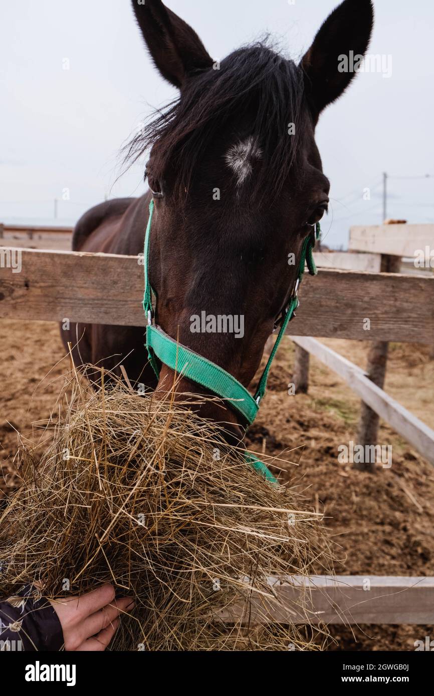 Brown horse eating hay from human hands Stock Photo - Alamy