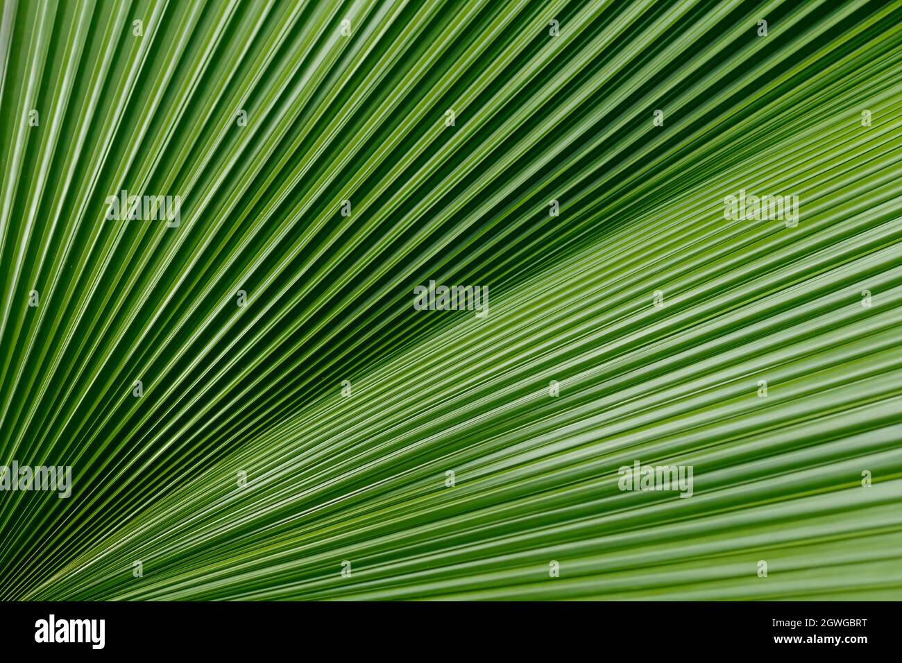Palm leaf closeup pattern, Costa Rica Stock Photo - Alamy