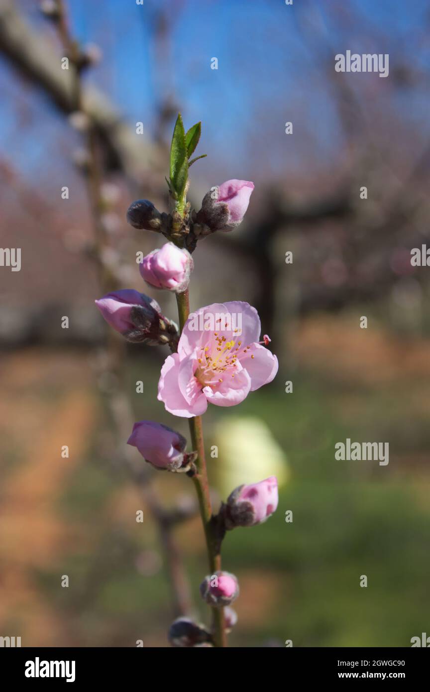 Peach tree in orchard blooming hi-res stock photography and images - Alamy