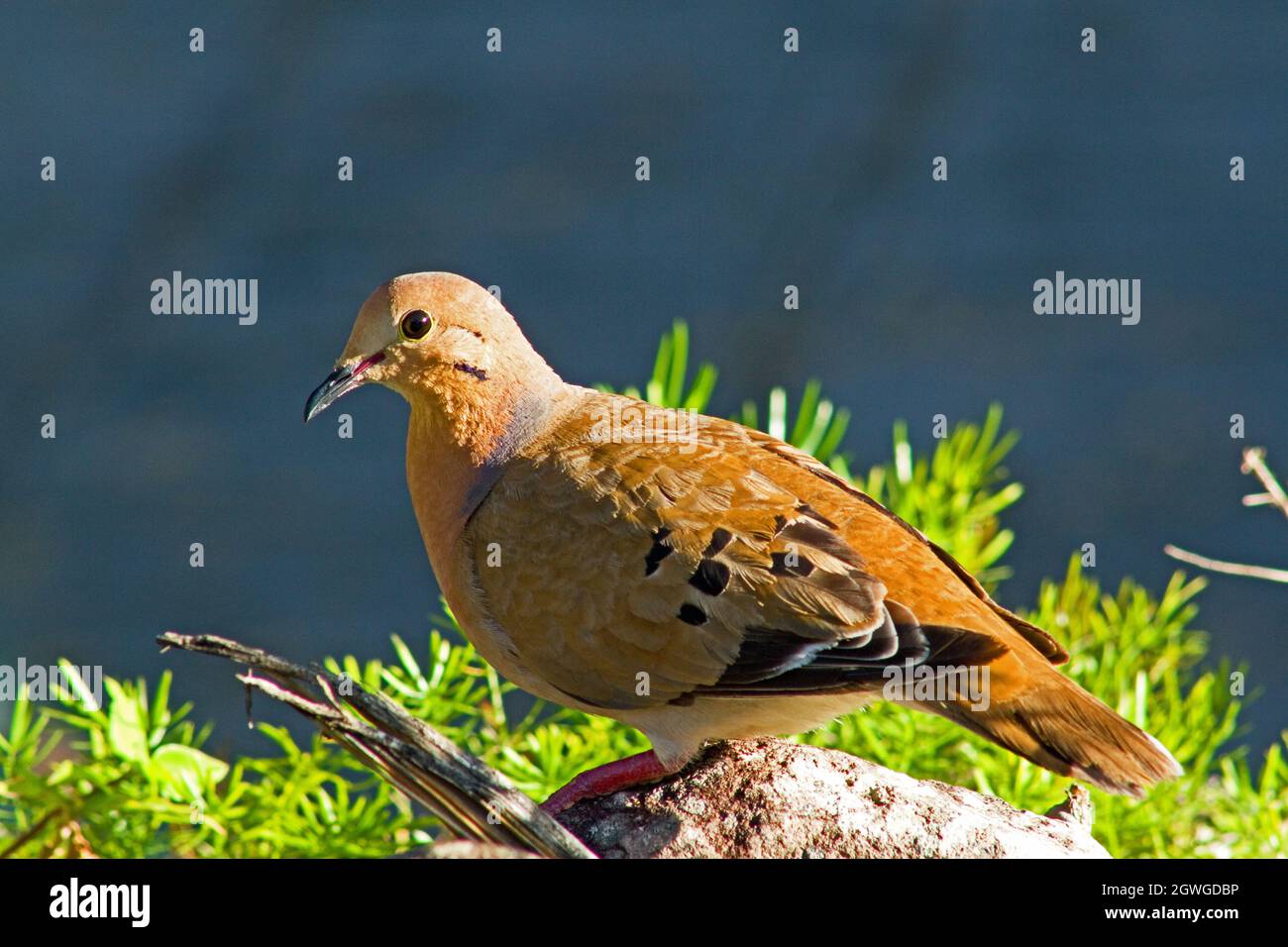 Zenaida dove national bird of anguilla hi-res stock photography and ...