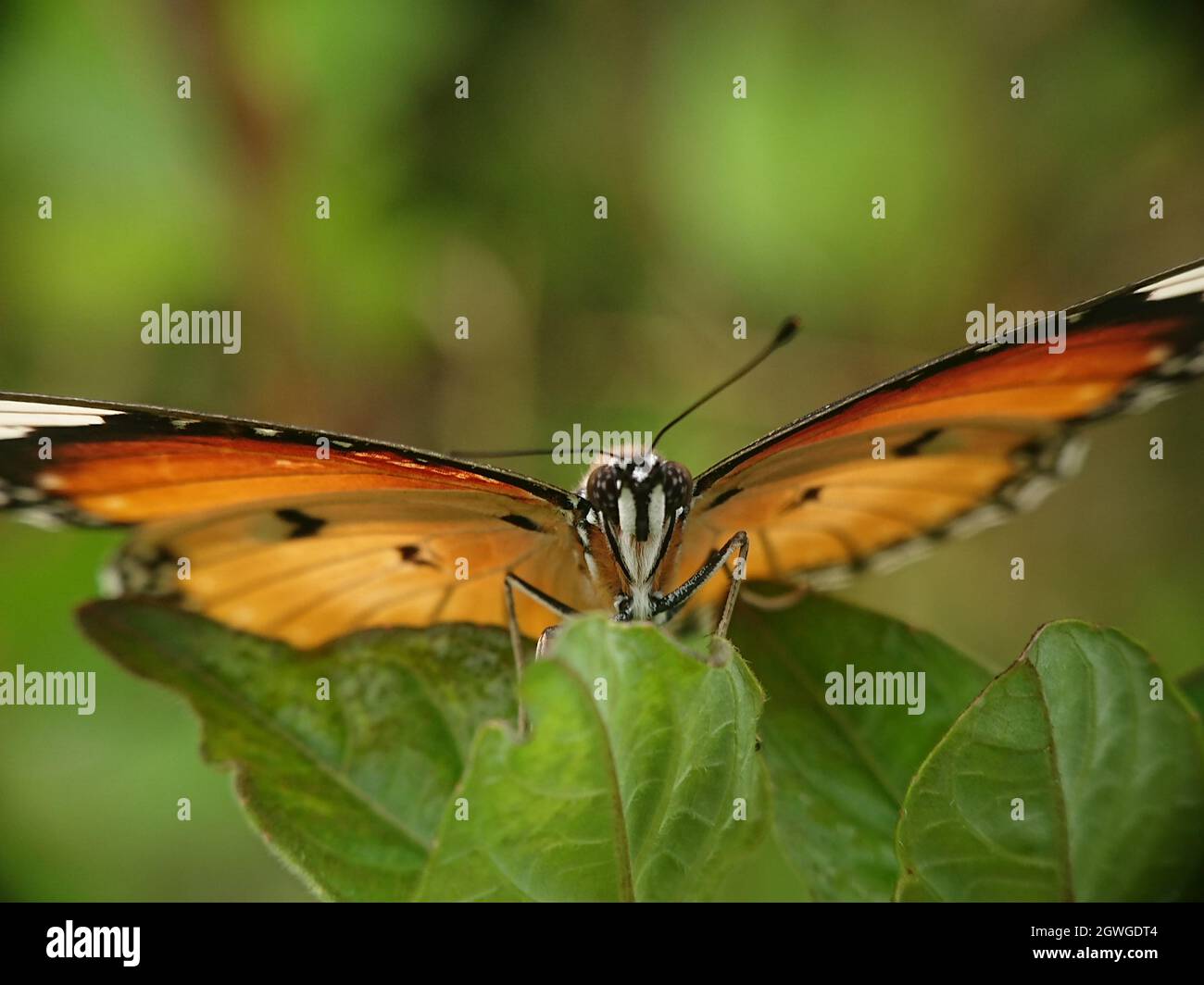 Insect faces hi-res stock photography and images - Alamy