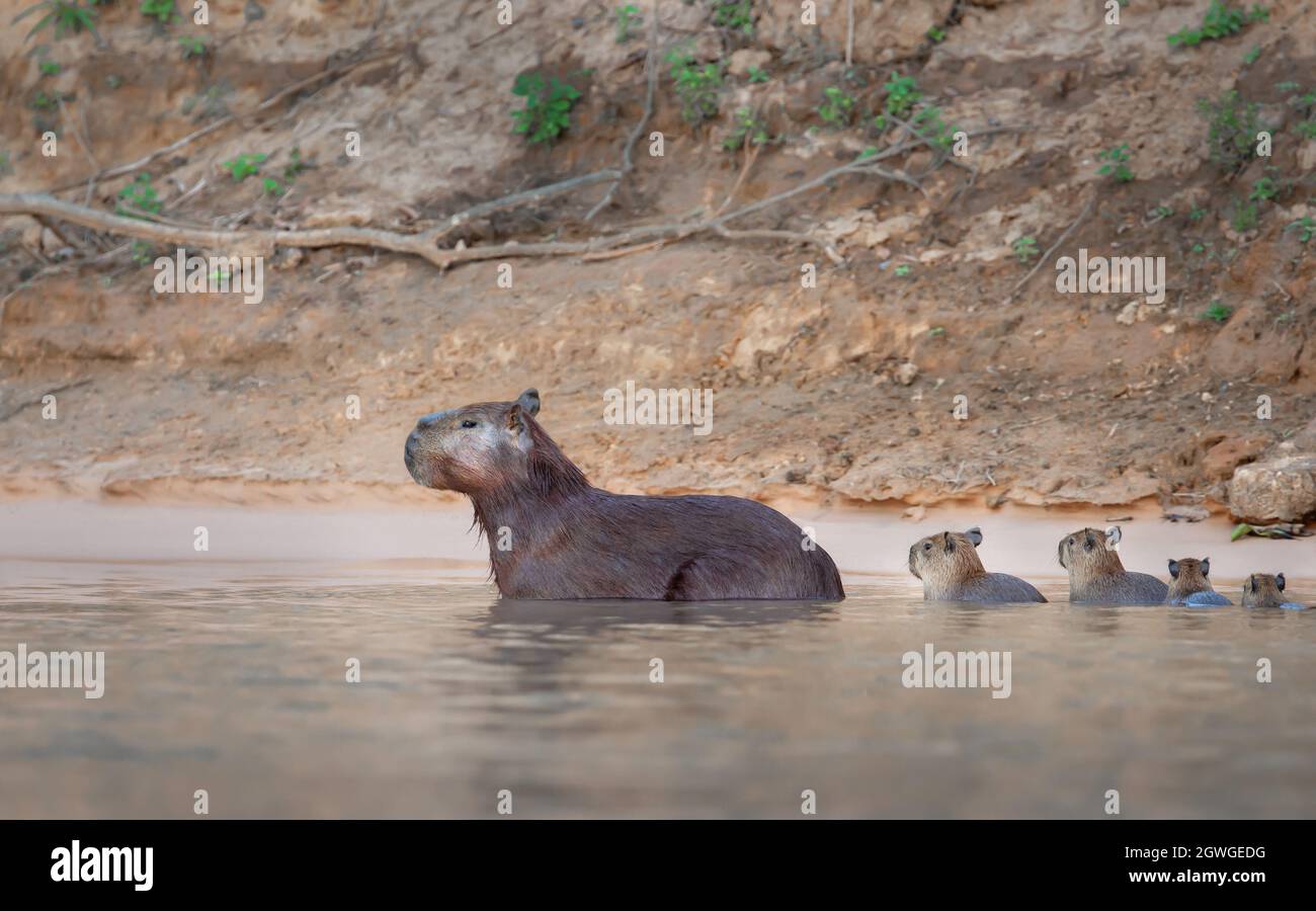 A group of capybara hi-res stock photography and images - Alamy