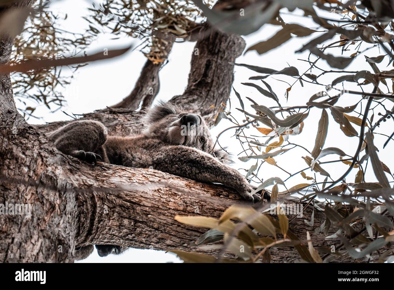 Koala on the tree hi-res stock photography and images - Alamy