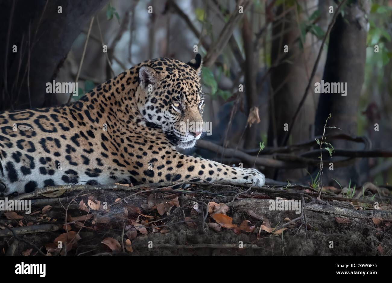 River bank tree roots hi-res stock photography and images - Alamy