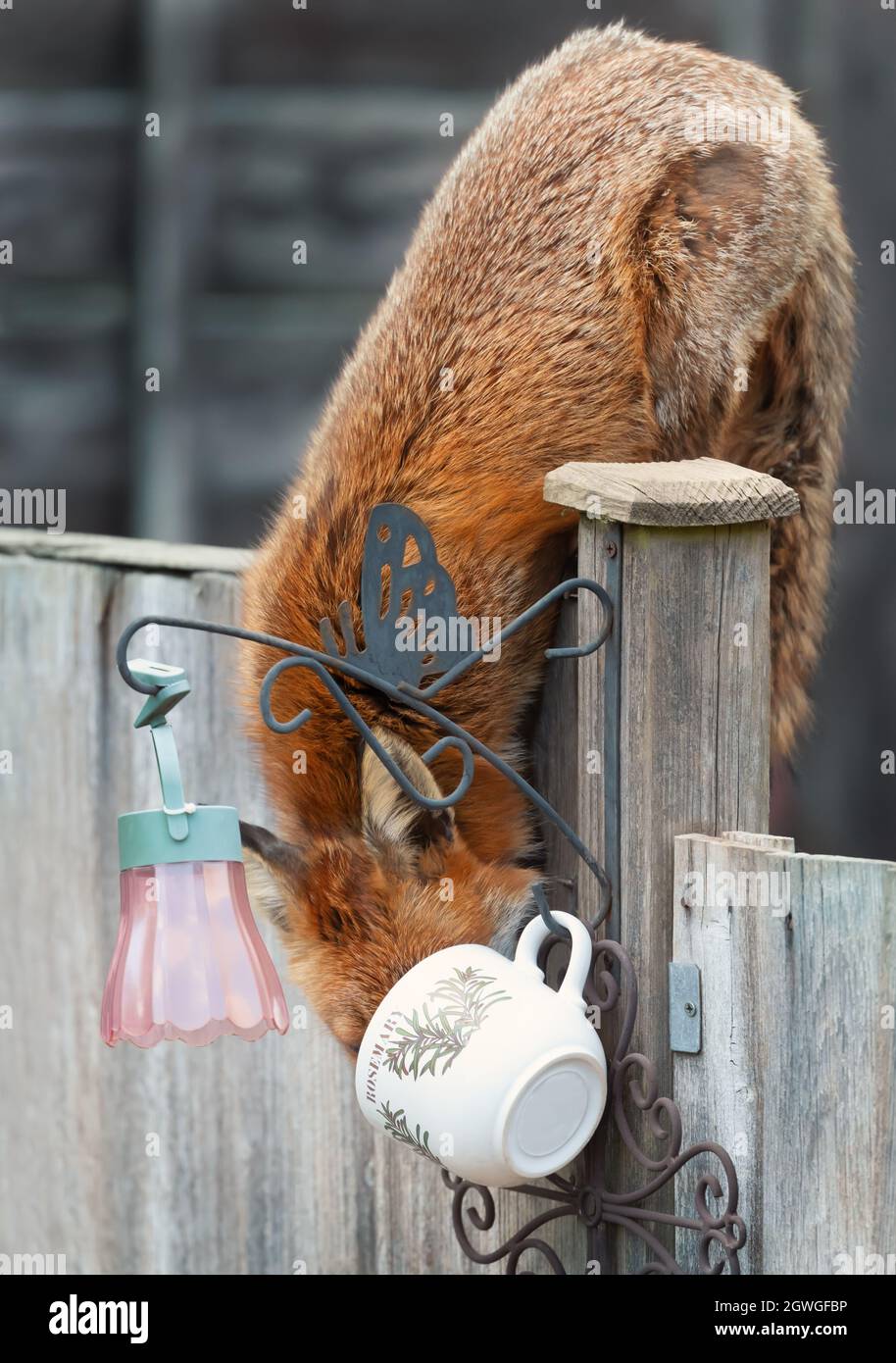 Close up of a Red fox eating from a bird feeder in the garden, London ...
