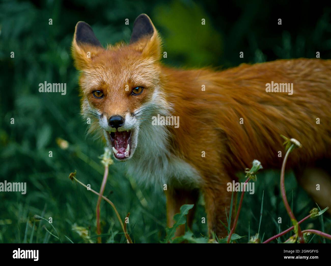 What does the fox say hi-res stock photography and images - Alamy