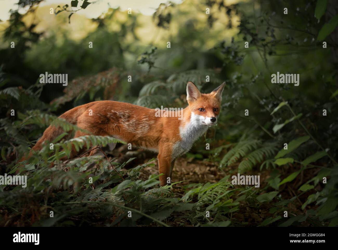 Fox behavior hi-res stock photography and images - Alamy