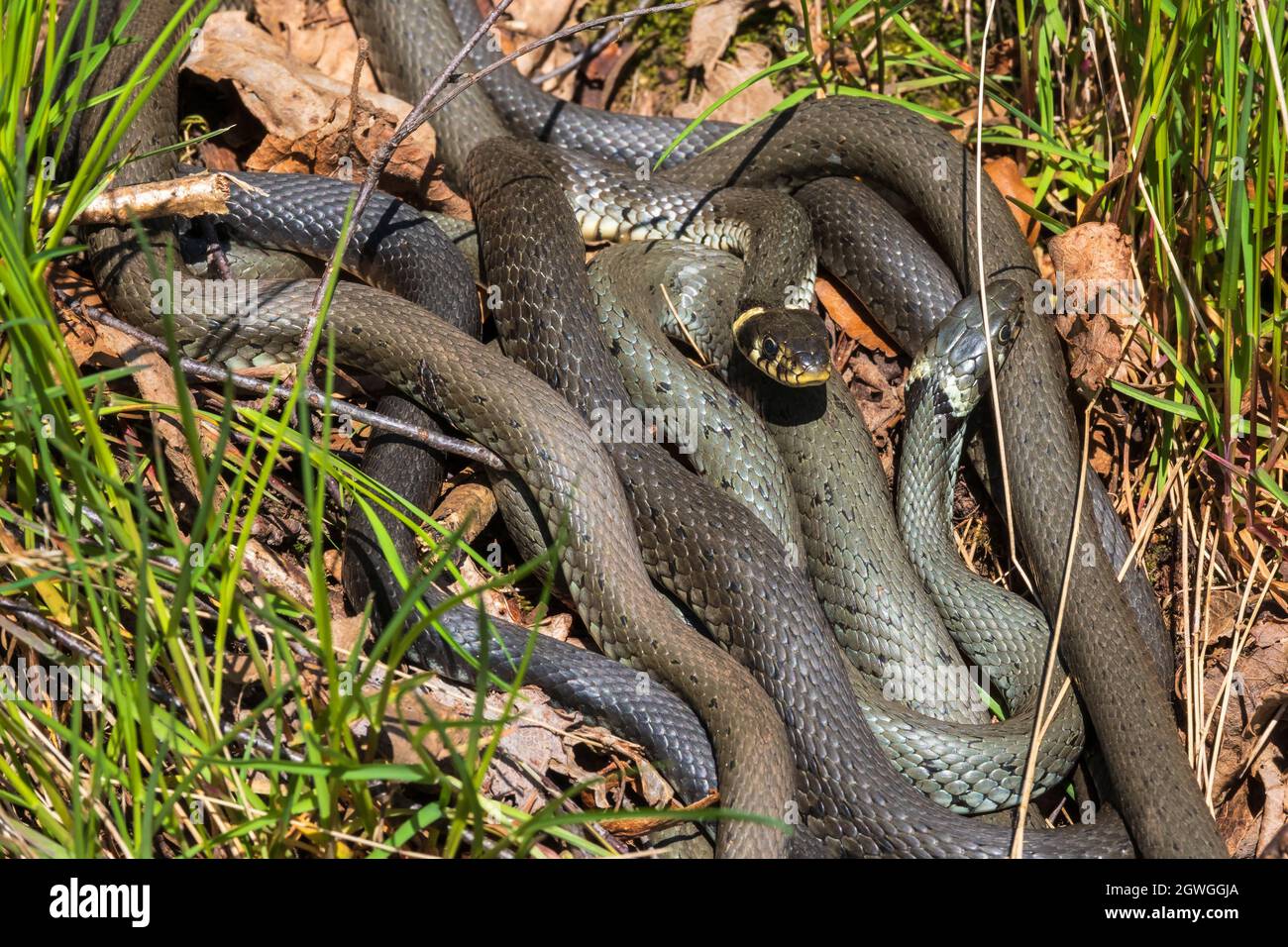 Coiled snakes in the grass hi-res stock photography and images - Alamy
