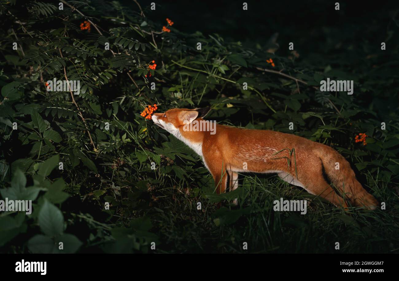 Red fox vulpes vulpes smelling hi-res stock photography and images - Alamy