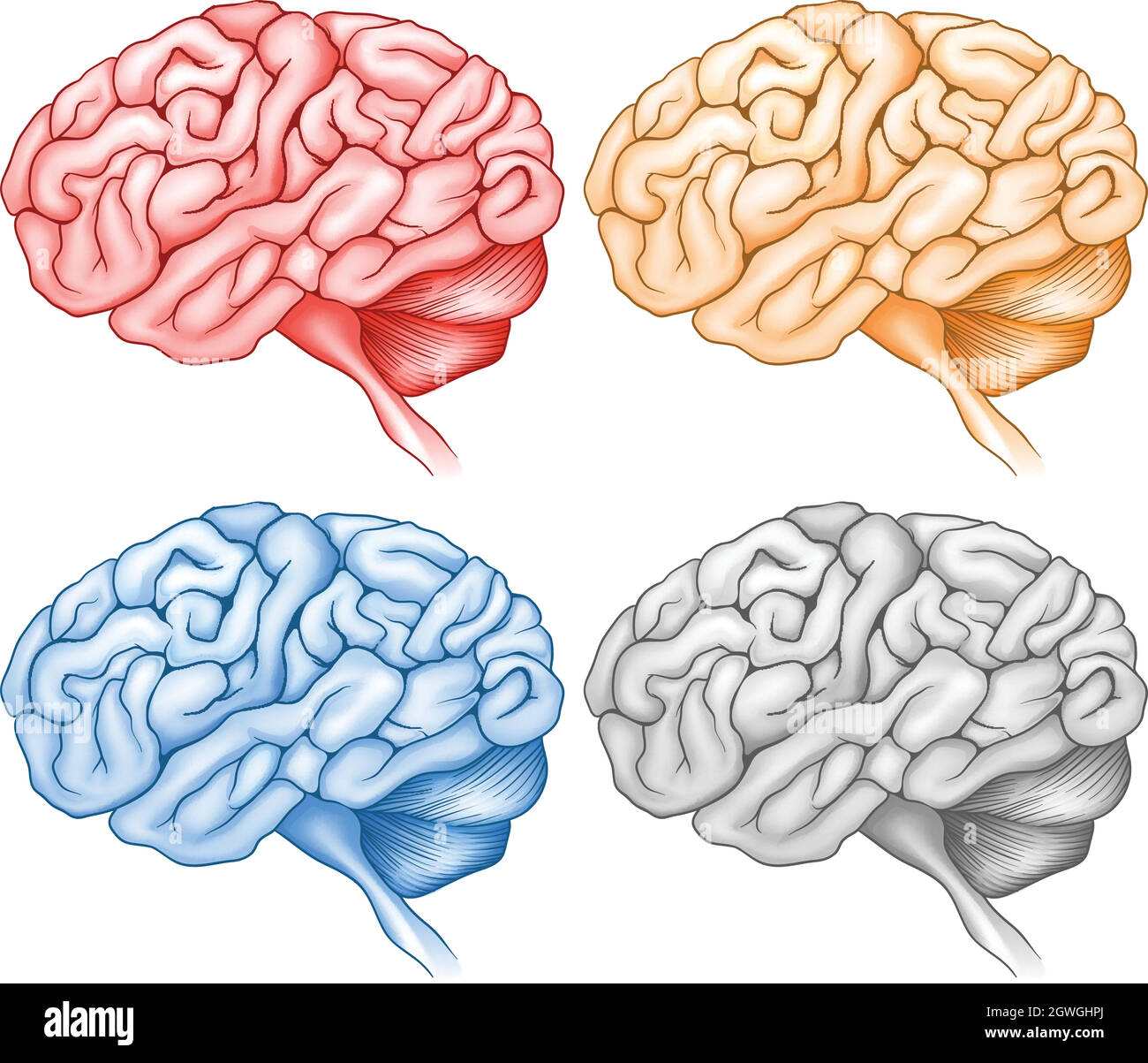 Human organs pattern hi-res stock photography and images - Alamy