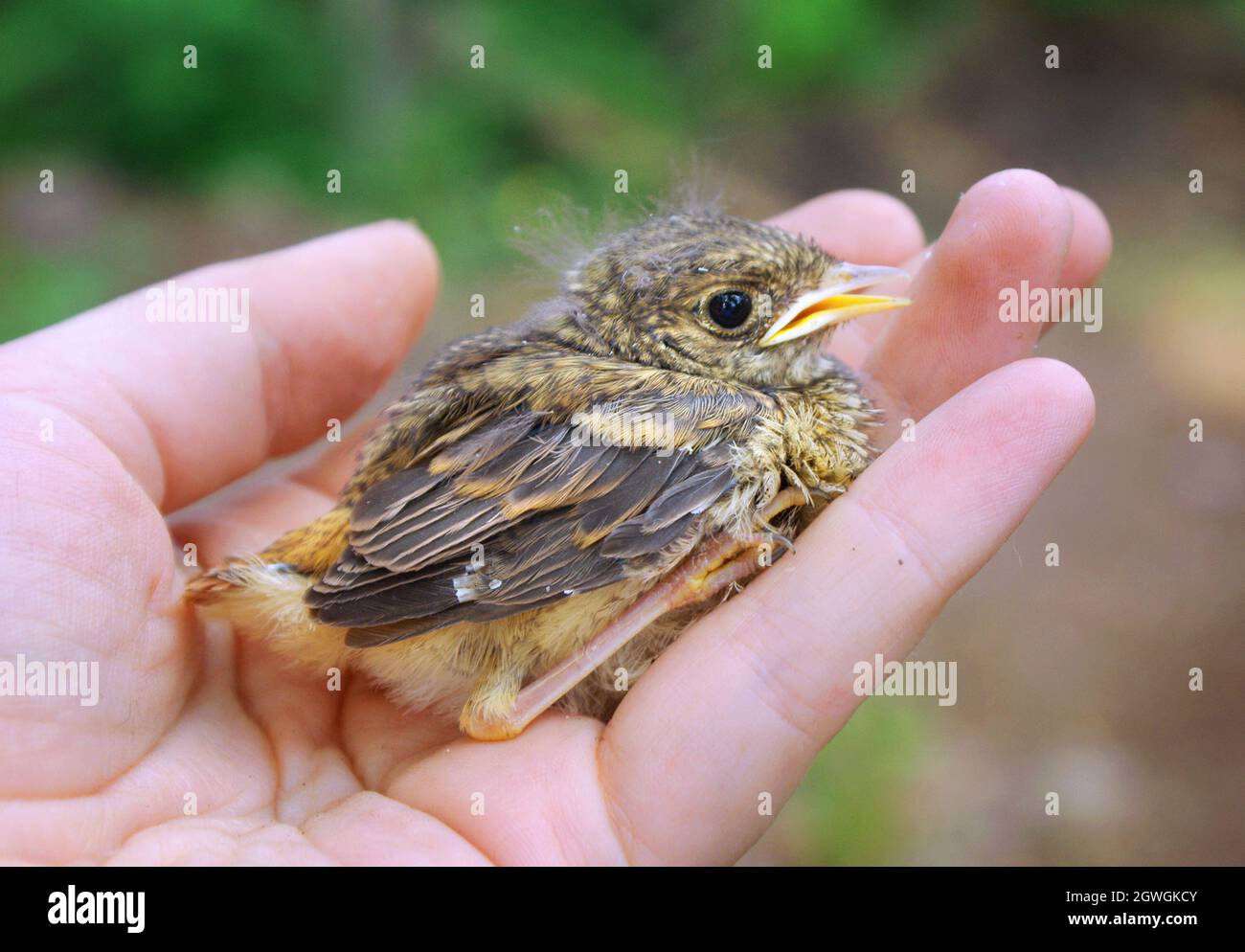 Little yellow robin hi-res stock photography and images - Alamy