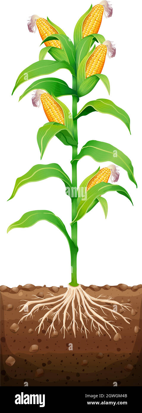Corn plant roots hi-res stock photography and images - Alamy