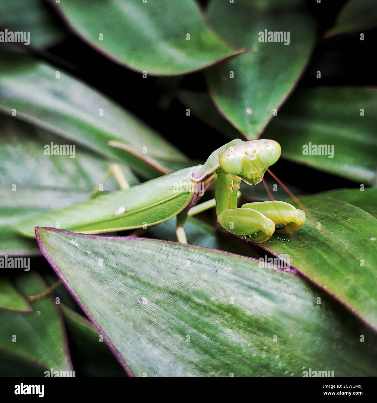 Mantis hiding flower hi-res stock photography and images - Alamy