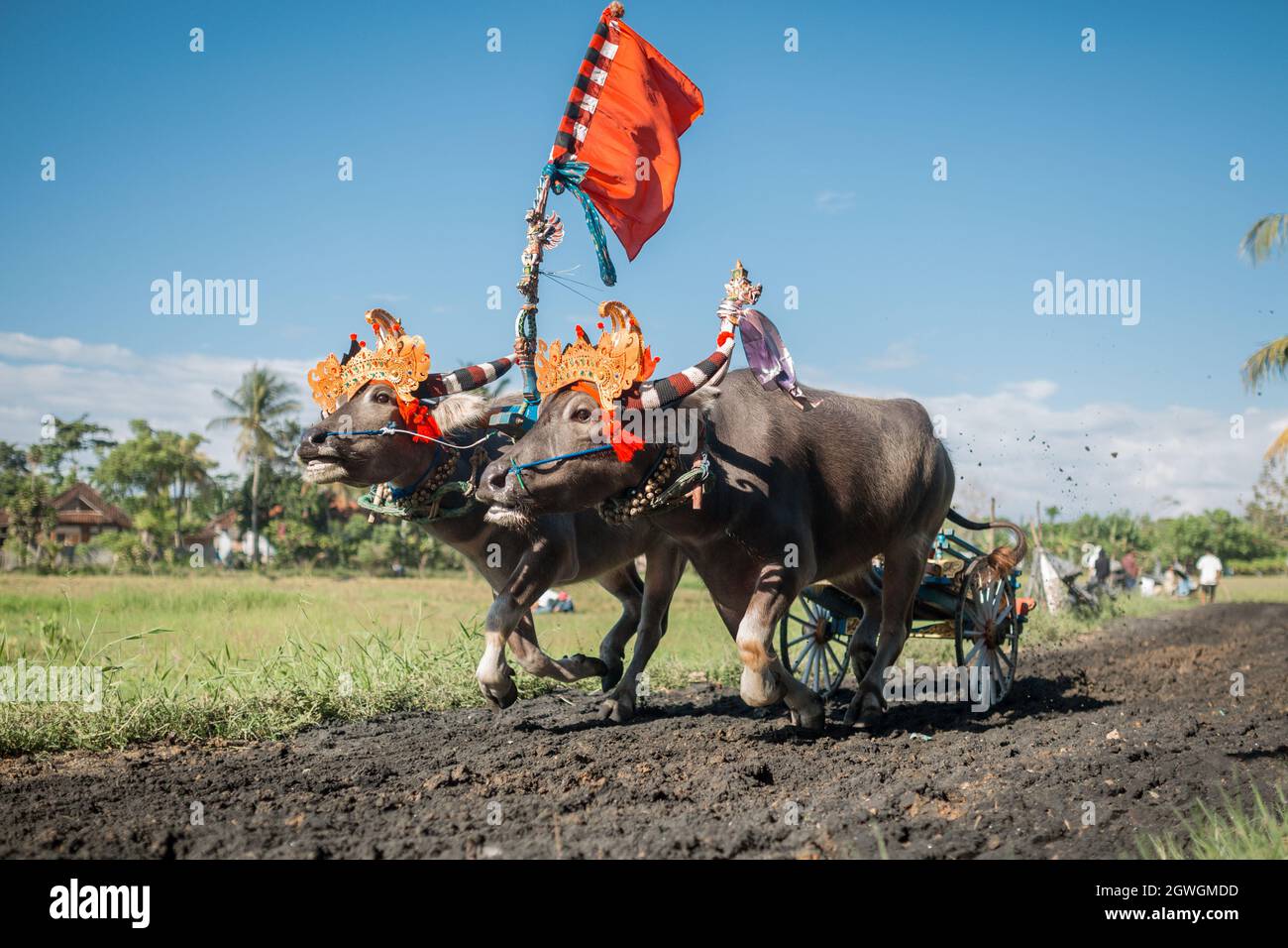 Makepung High Resolution Stock Photography and Images - Alamy