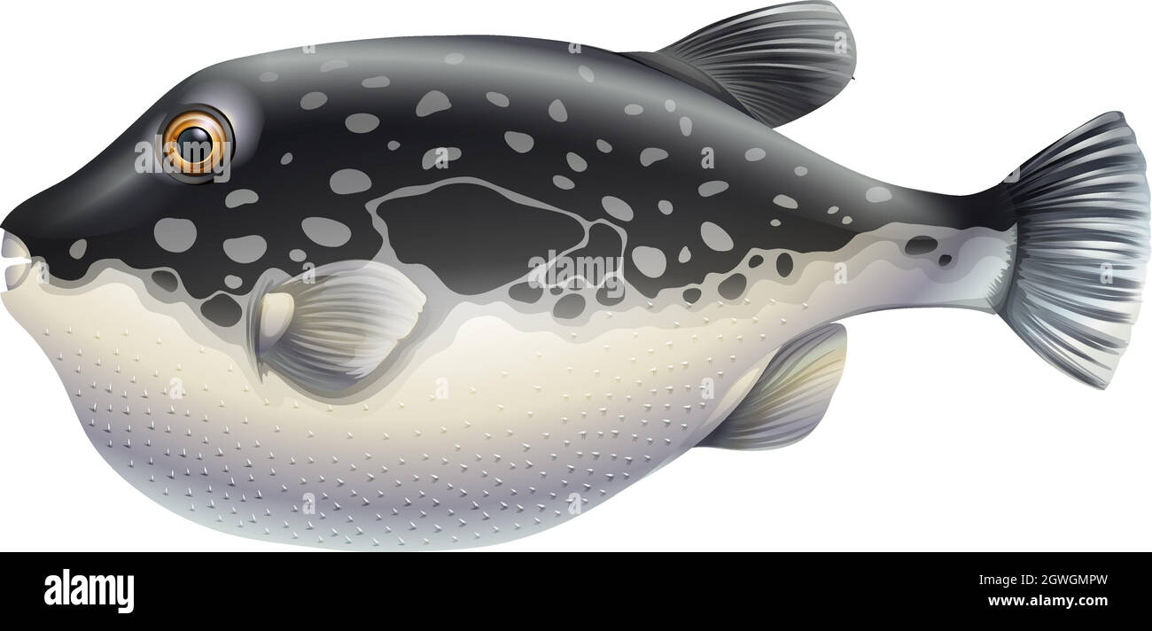 One single fish swimming Stock Vector Images - Alamy