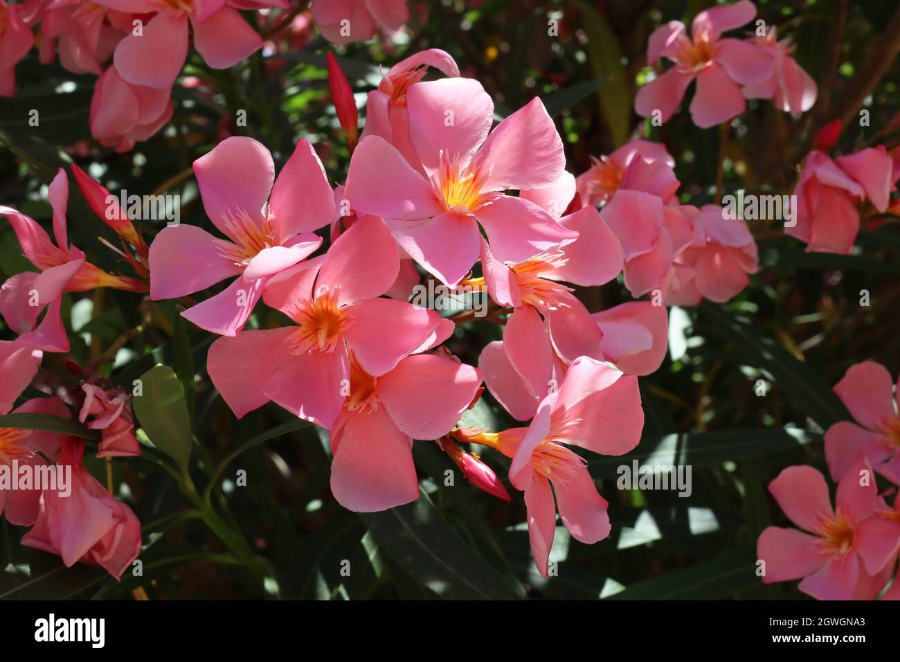 Red, Nerium oleander growing in Corsica Stock Photo - Alamy