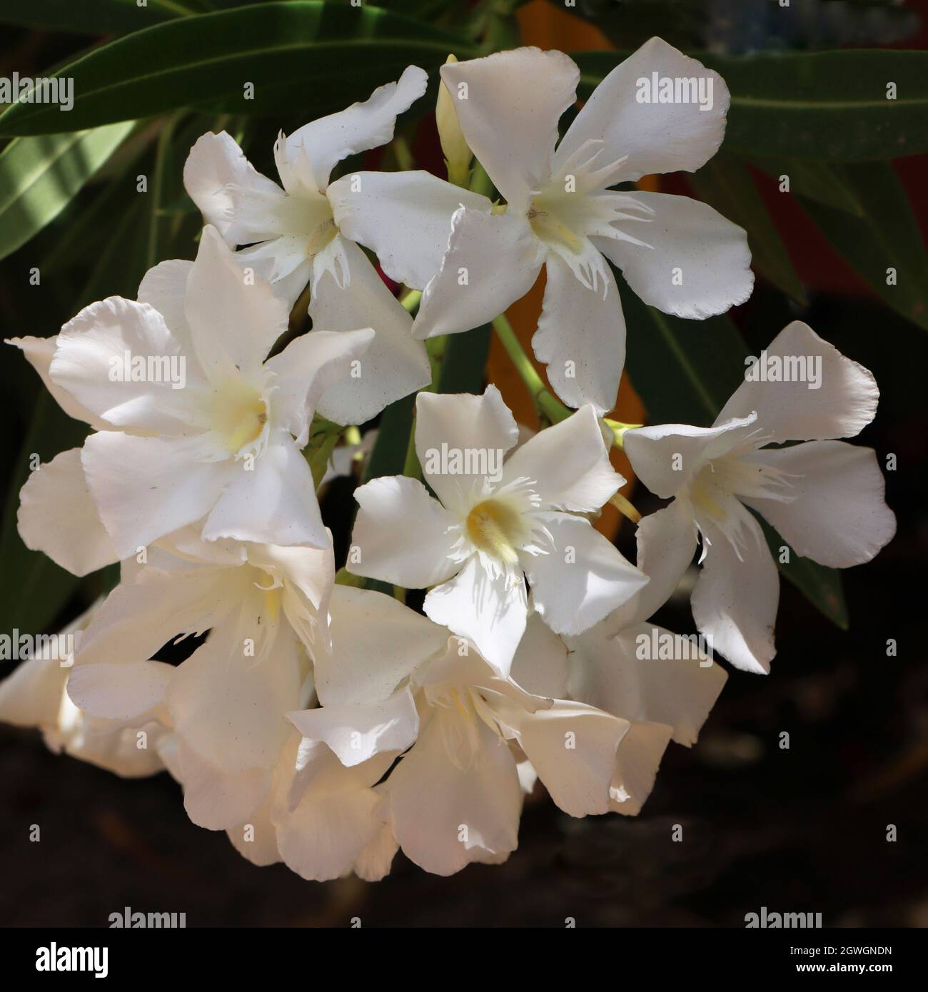 Nerium oleander l hi-res stock photography and images - Alamy
