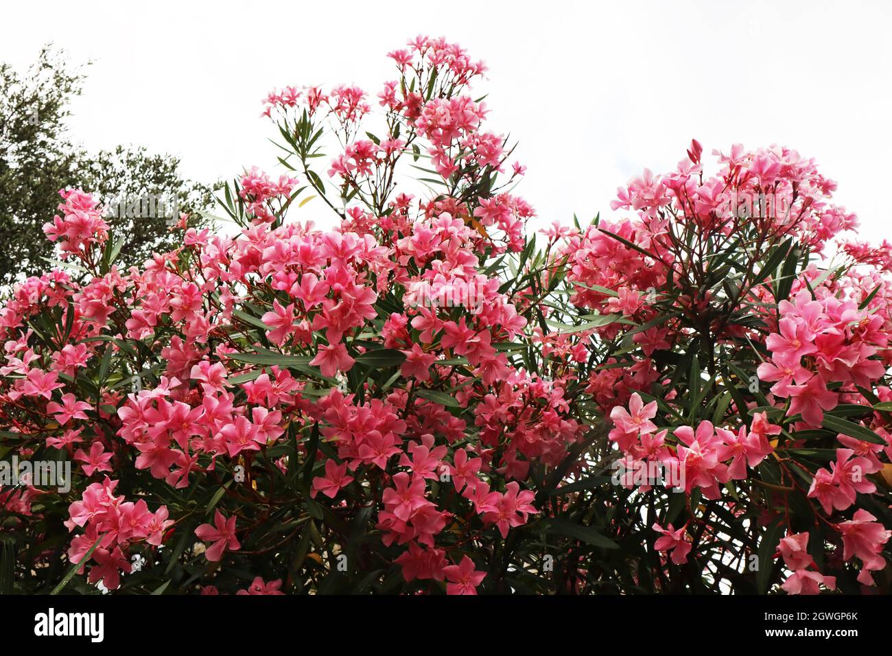 Red, Nerium oleander growing in Corsica Stock Photo - Alamy