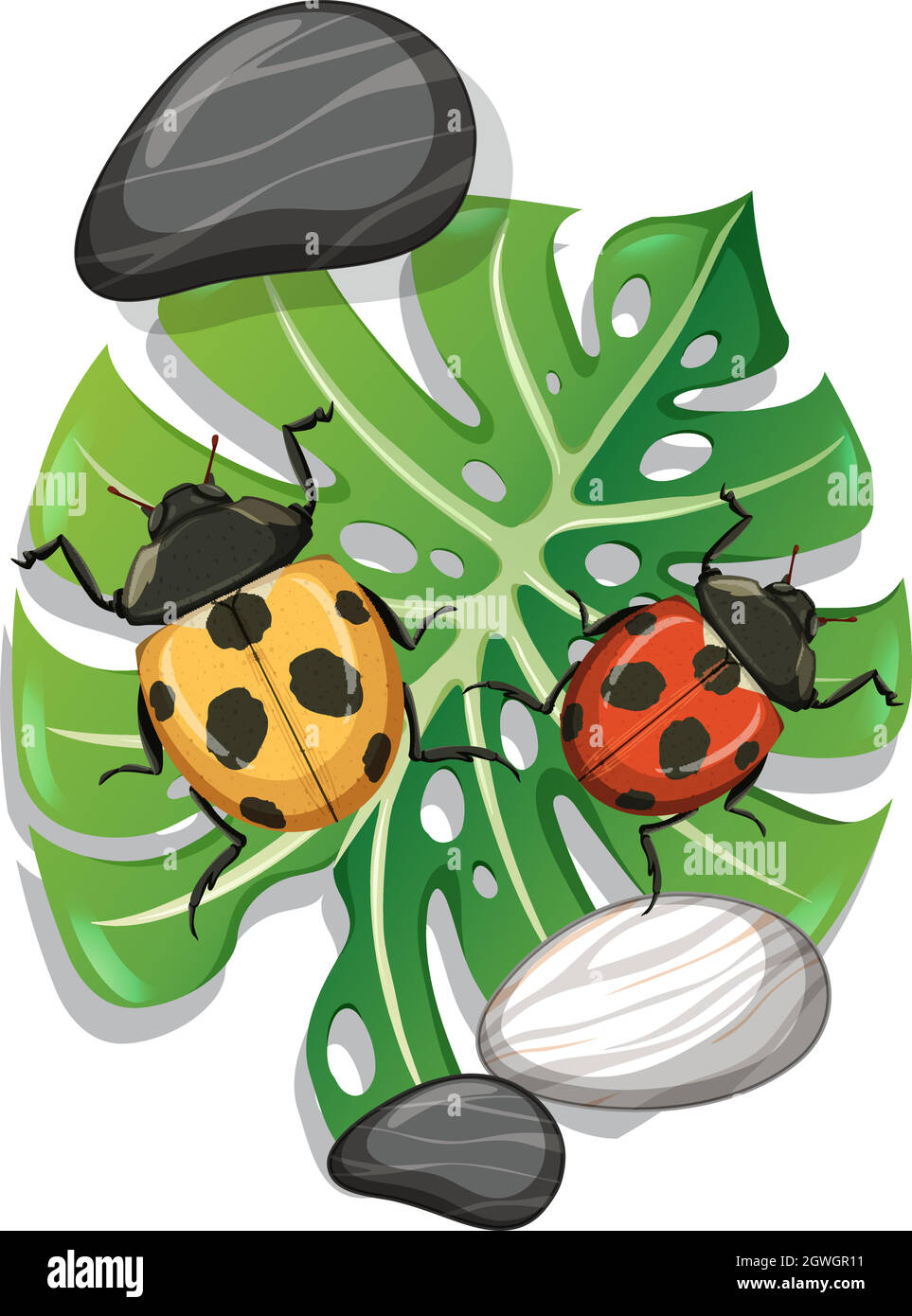 Top view of ladybug on monstera leaf isolated Stock Vector Image & Art ...