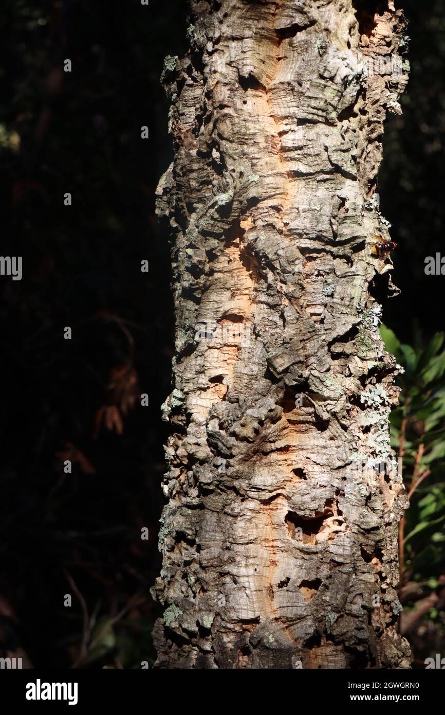 A Cork Tree Stock Photo - Alamy