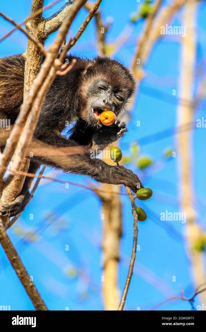 Monkey holding lunch hi-res stock photography and images - Alamy