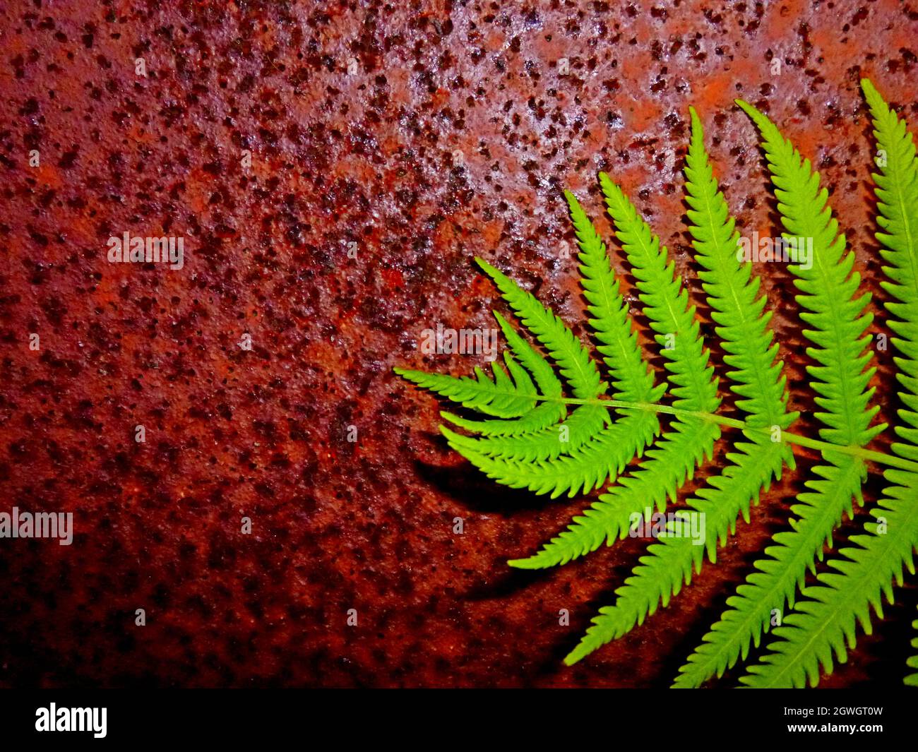 Fern leaves on rusty metal background close-up. Place for your text ...