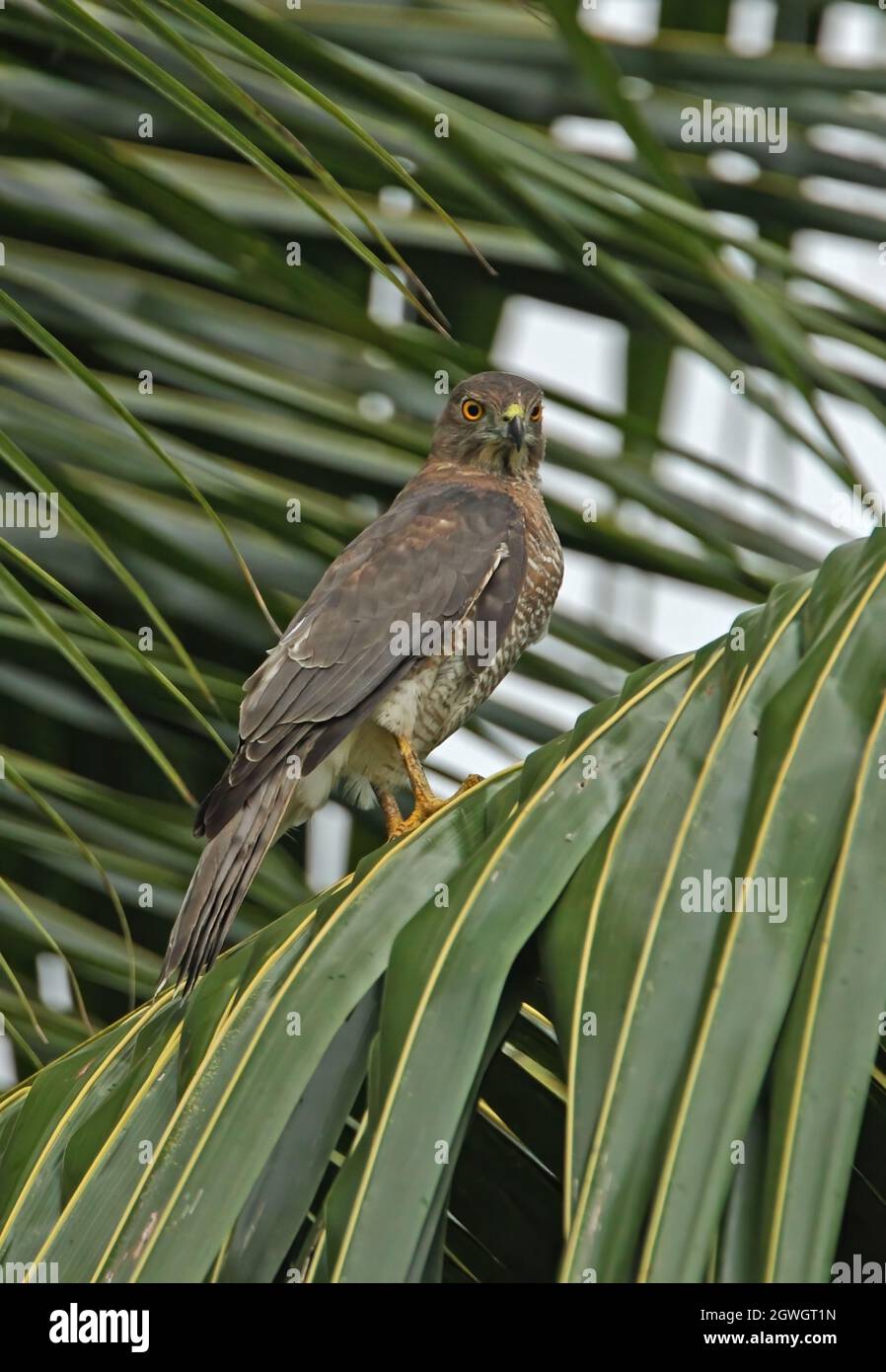 Female shikra hi-res stock photography and images - Alamy