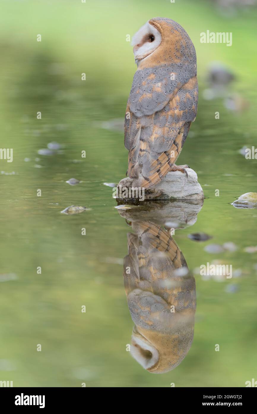 Owl water reflection bird hi-res stock photography and images - Alamy