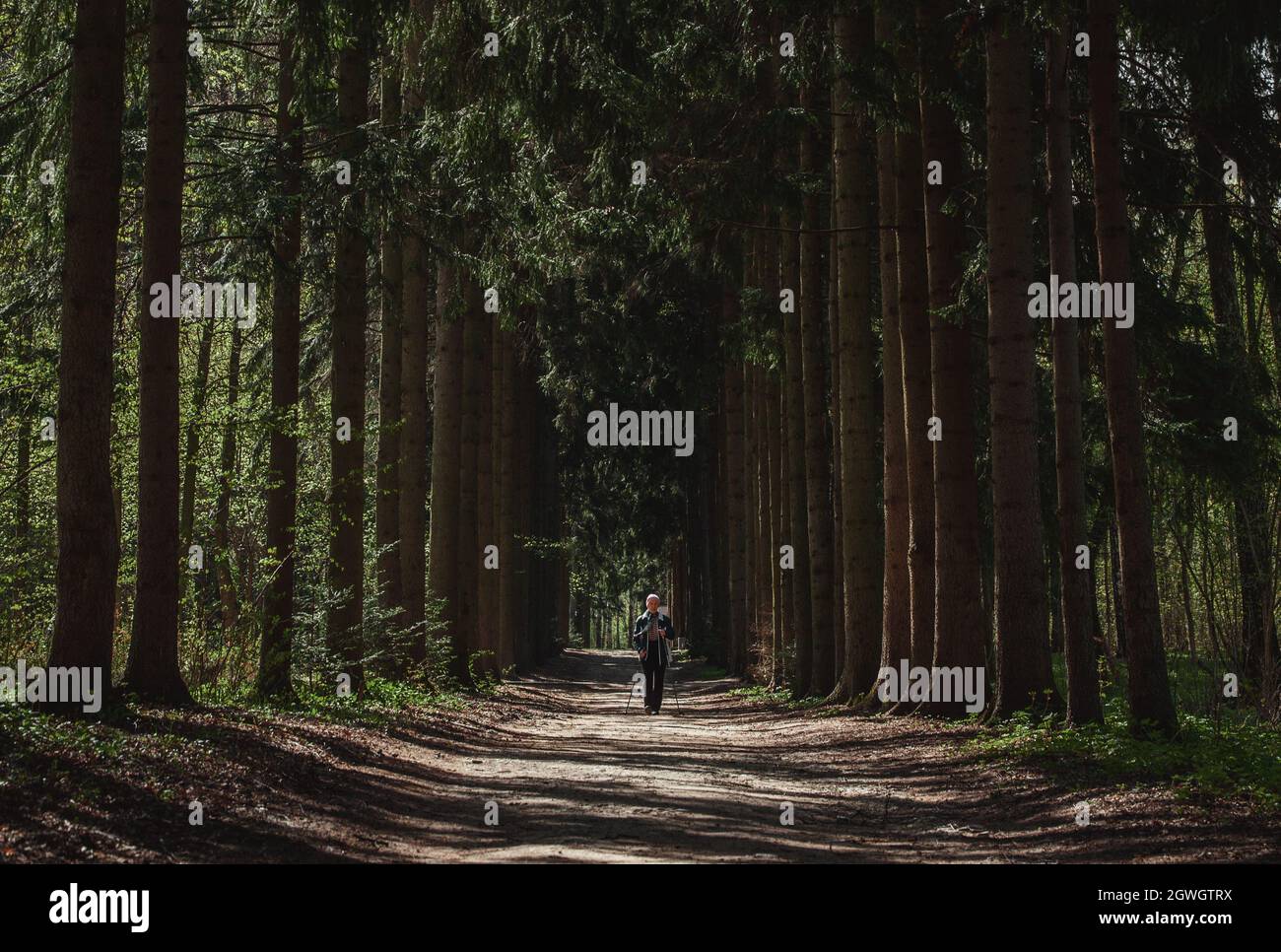 Rear View Of Man Standing Amidst Trees In Forest Stock Photo - Alamy