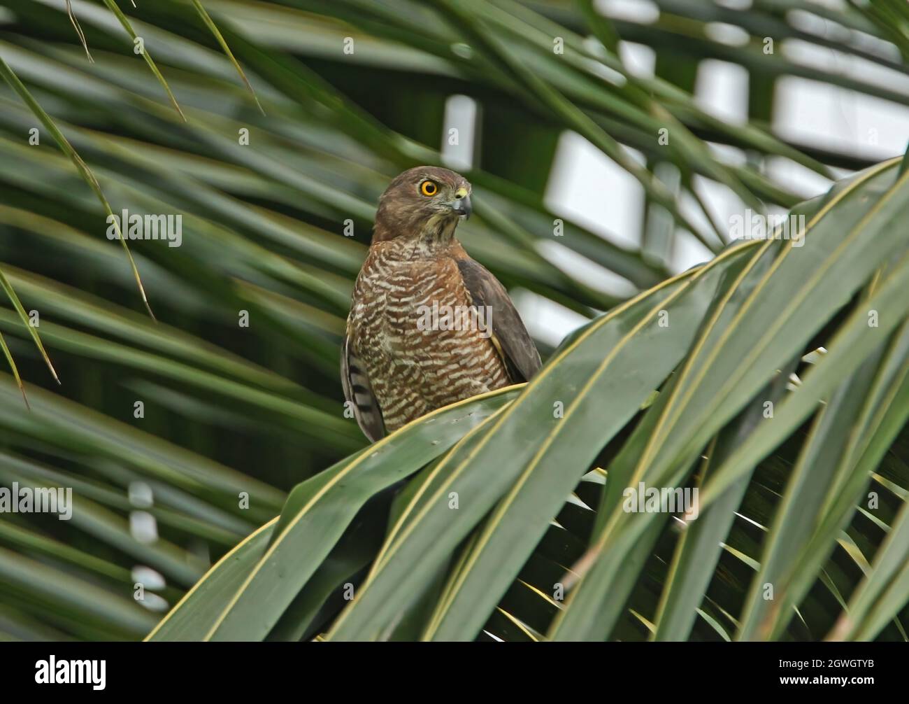 Female shikra hi-res stock photography and images - Alamy