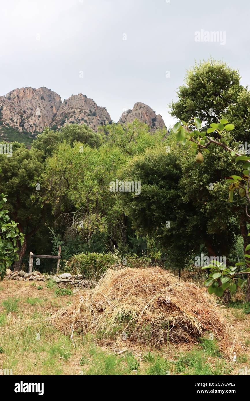 Walking up a hill in Conca Village, S.Corsica. Mountains, trees and a ...