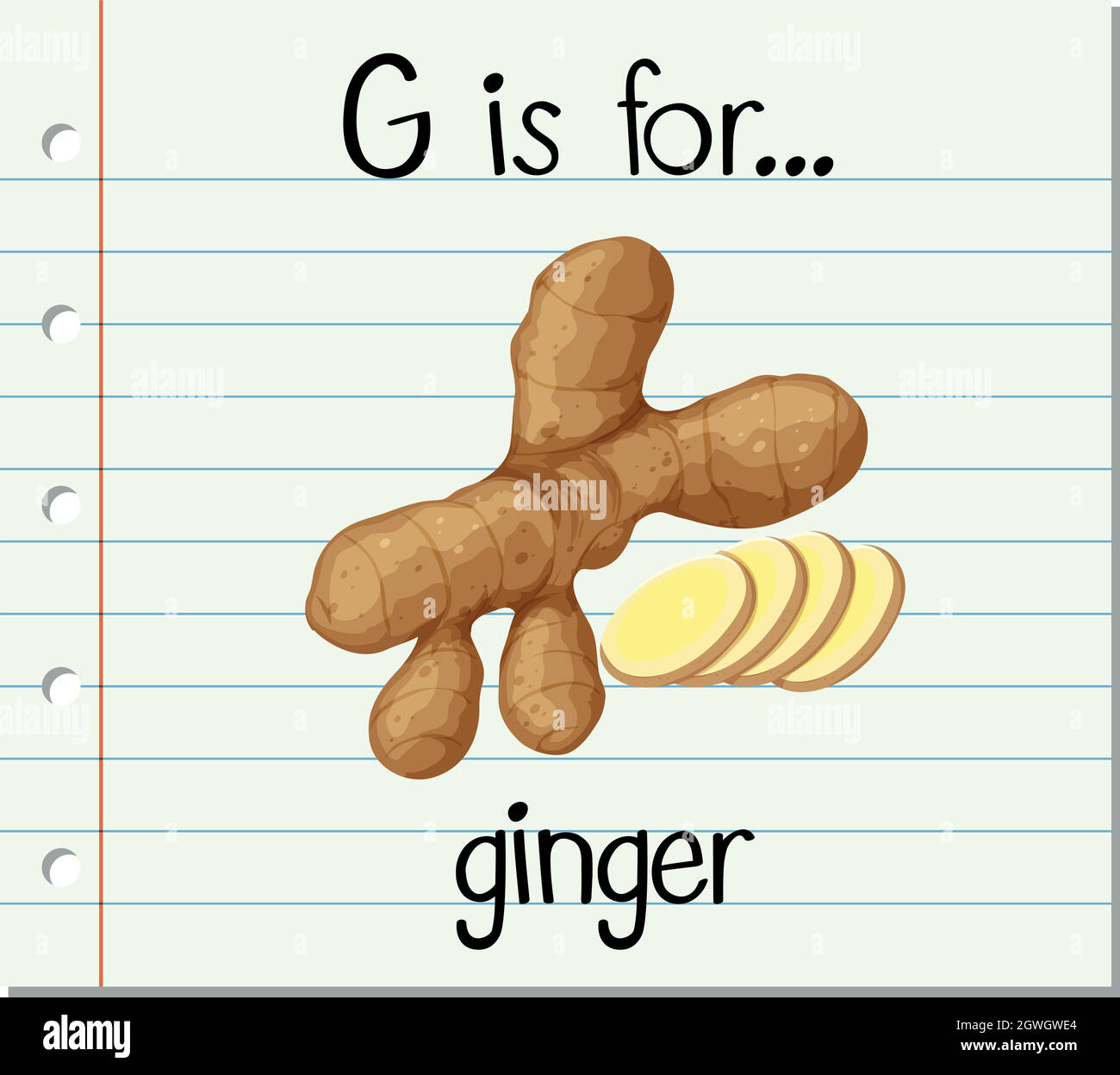 Flashcard alphabet G is for ginger Stock Vector Image & Art - Alamy