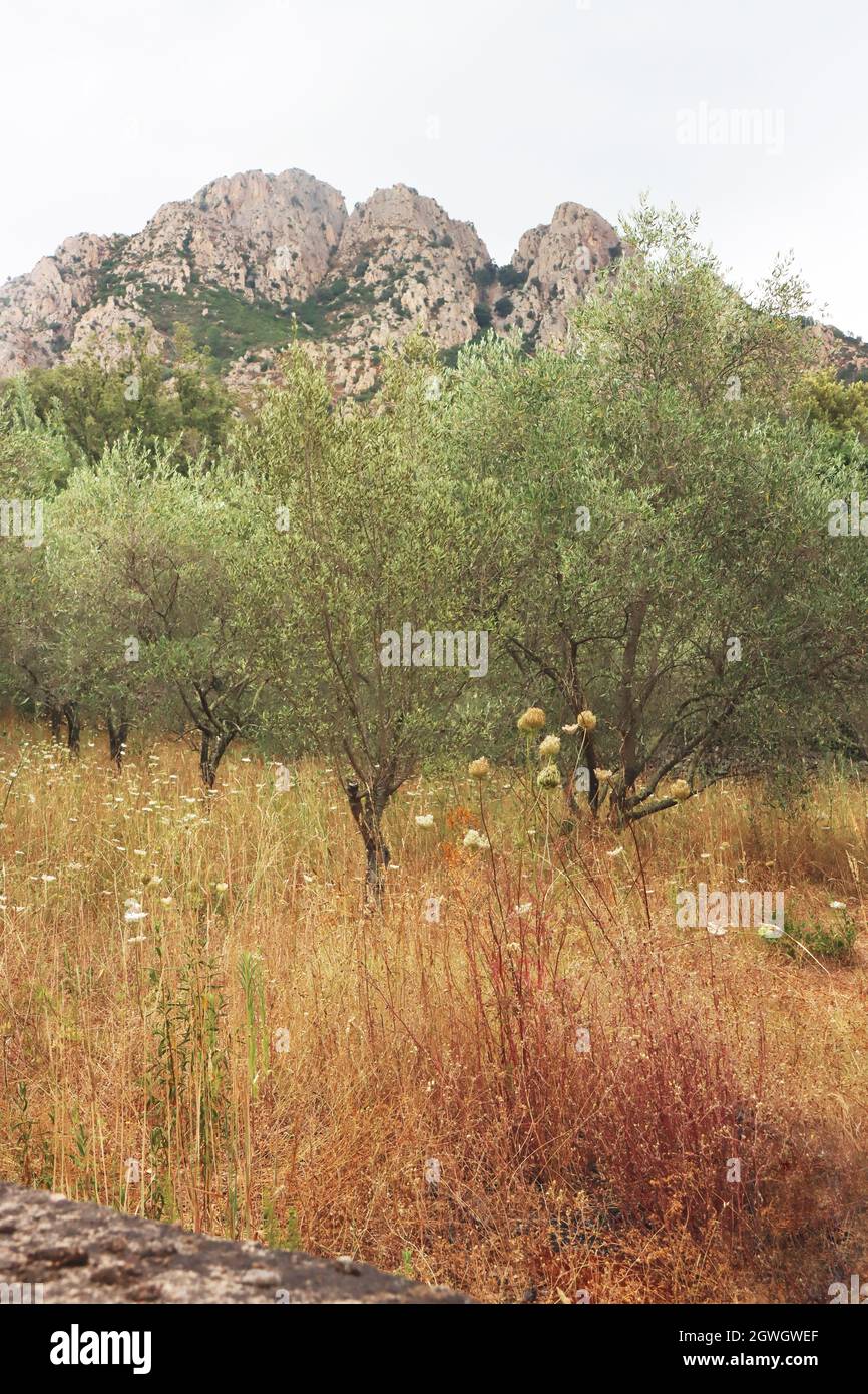 Olive trees in Conca village, with grasses and mountains in the ...