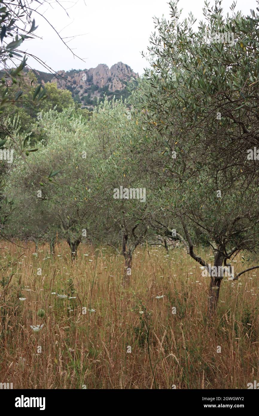 Olive trees in Conca village, with grasses and mountains in the ...
