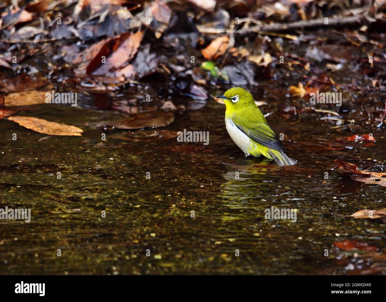 The image material hi-res stock photography and images - Alamy