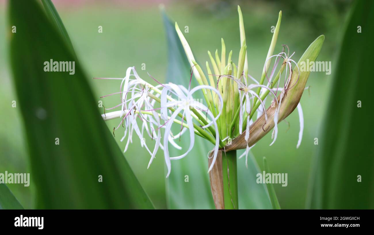 Spider lilies Scientific name: Hymenocallis Stock Photo - Alamy