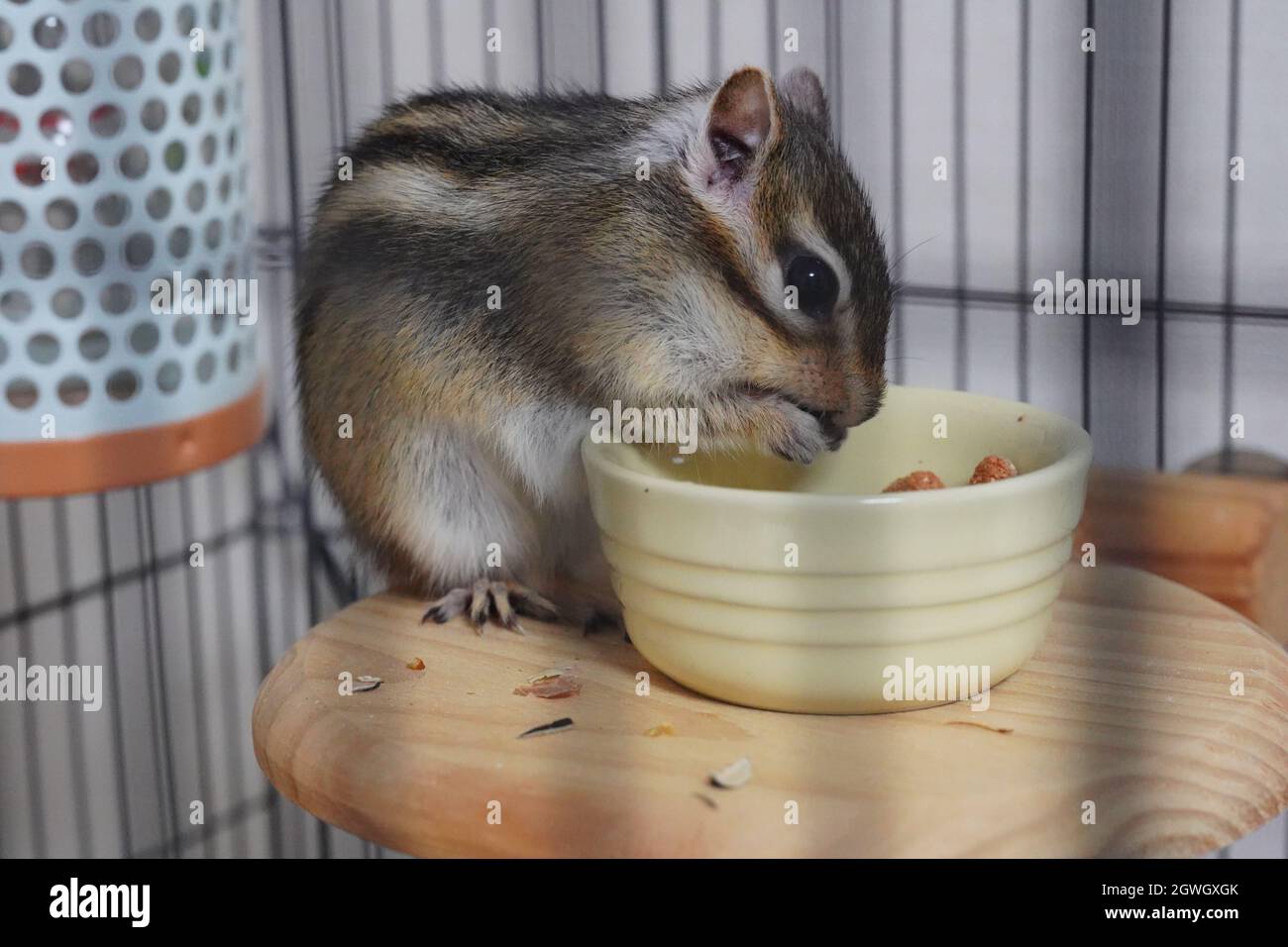 Trapped chipmunk hi-res stock photography and images - Alamy