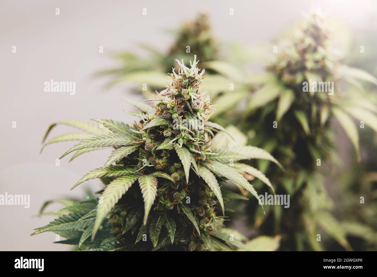 Trichome bud hi-res stock photography and images - Alamy