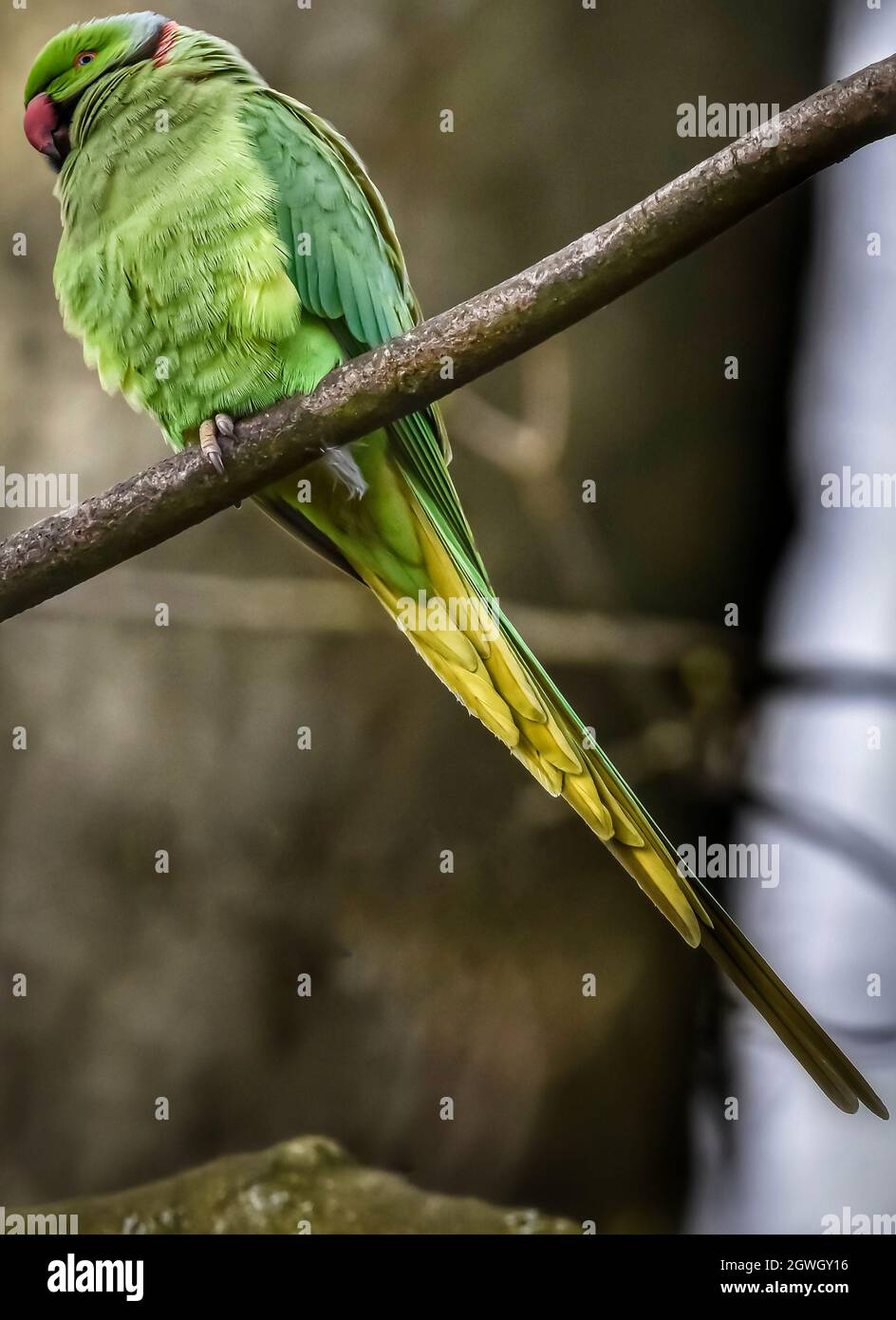 Yellow ringed bird hi-res stock photography and images - Alamy