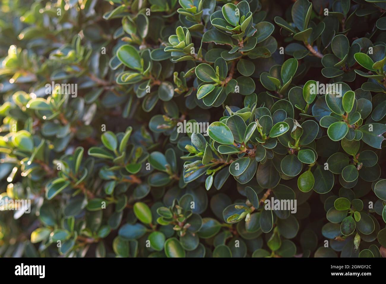 Ficus panda banyan hi-res stock photography and images - Alamy